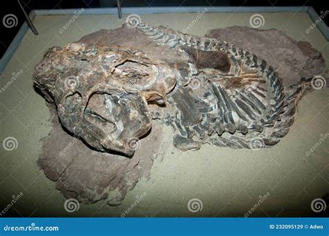 Dicynodont Dinosaur Bones Editorial Stock Image Image Of Archaeology