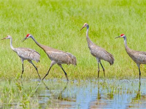 21 Largest Birds In Washington By Weight Length Wingspan
