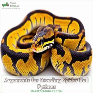 Spider Ball Python Unraveling The Captivating Wobble Ethics Debate