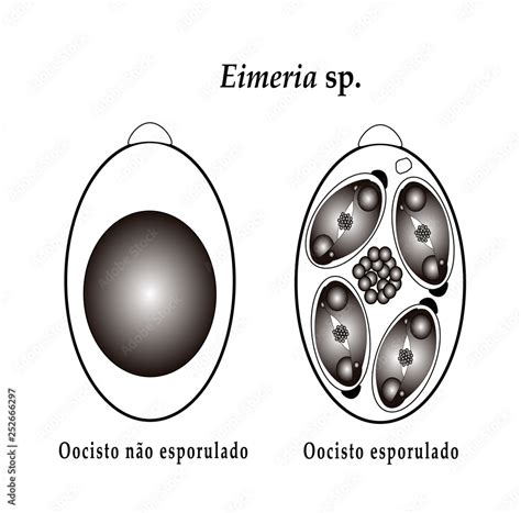 Eimeria Ilustração Do Stock Adobe Stock