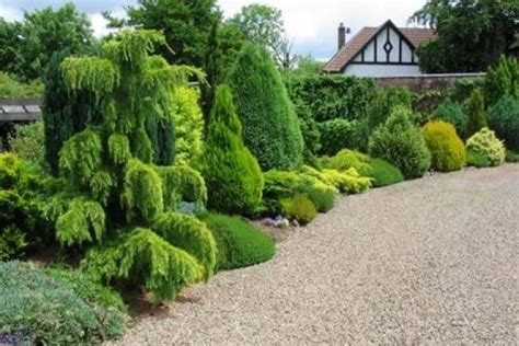 Как правильно ухаживать за хвойными растениями