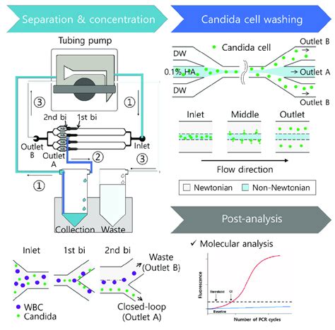 Schematic Of Continuous Separation Concentration And Purification Of Download Scientific