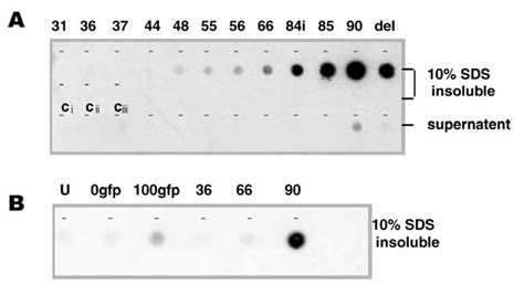 1 Filter Retardation Assay To Detect Insoluble Protein 15ug Of Protein