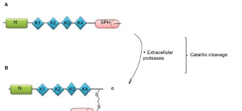 Maturation And Domain Structure Of Hepatocyte Growth Factor Hgf