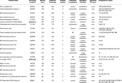 anti py binding proteins 60 min reperfusion download table