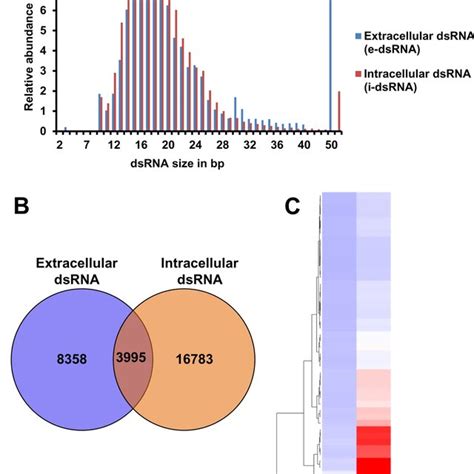 Dynamics In The Dsrna Produced By Tetragenococcus Halophilus Download Scientific Diagram