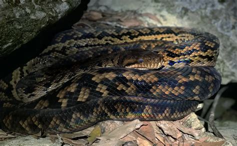 Australian Scrub Python Facts Diet Habitat And Pictures On Animaliabio