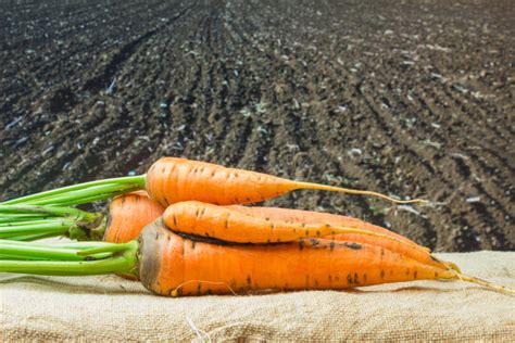 Disinter Bilder Bläddra Bland 2320 Stockfoton Vektorer Och Videor