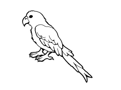 Monty Python Dead Parrot Coloring Pages