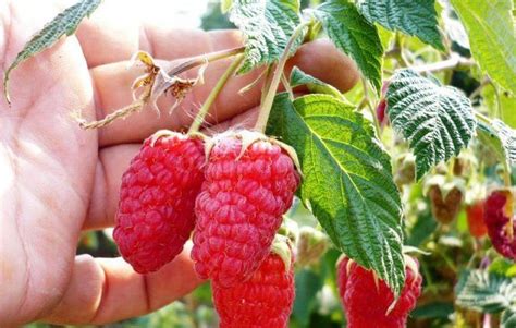 Крупноплодная малина: лучшие сорта и агротехника