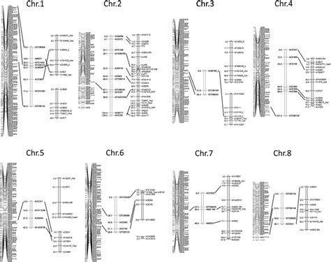 Linkage Maps Left Snp Based Map Including Pcr Based Markers F2 Download Scientific Diagram