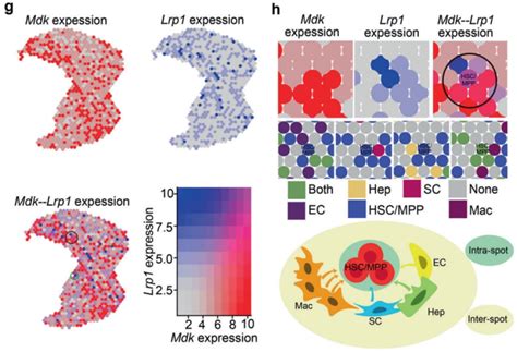 10x空间转录组时空基因细胞动态（共定位）绘图 知乎