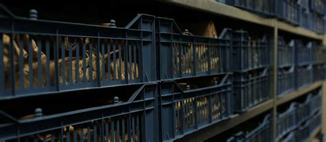 Focused Identification Of Germplasm Strategy Figs Icarda