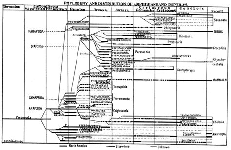 Phylogeny And Distribution Of Amphibians And Reptiles Samuel Wendell