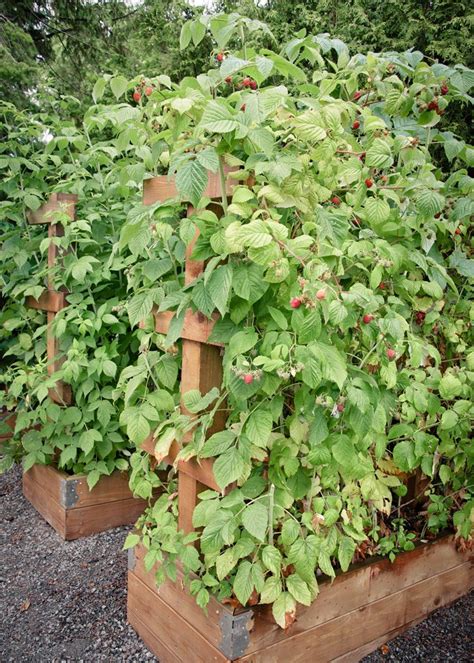 22 Raspberry Trellis Ideas Raspberry Trellis Trellis Growing