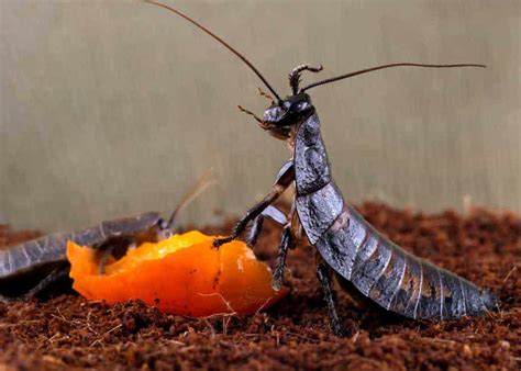 What Eats Cockroaches 18 Predators Spiders Birds Mammals Frogs