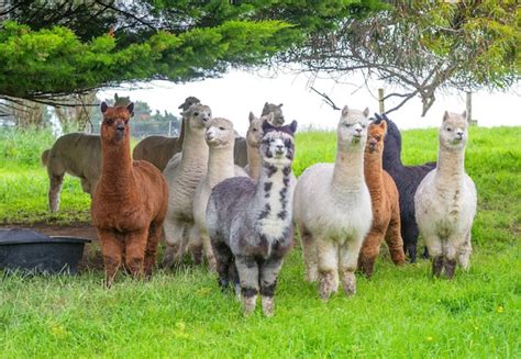 Huacaya Images Free Download On Freepik