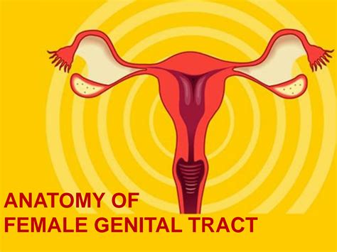 Solution Anatomy Of Female Genital Tract Studypool