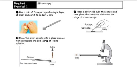 aqa cell biology required practical 1 microscopy teaching resources