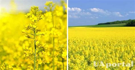 Як підготувати ґрунт до зими навіщо сіяти білу гірчицю на городі восени