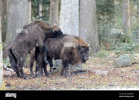 Wisent European Bison Mating Bison Bonasus Stock Photo Alamy