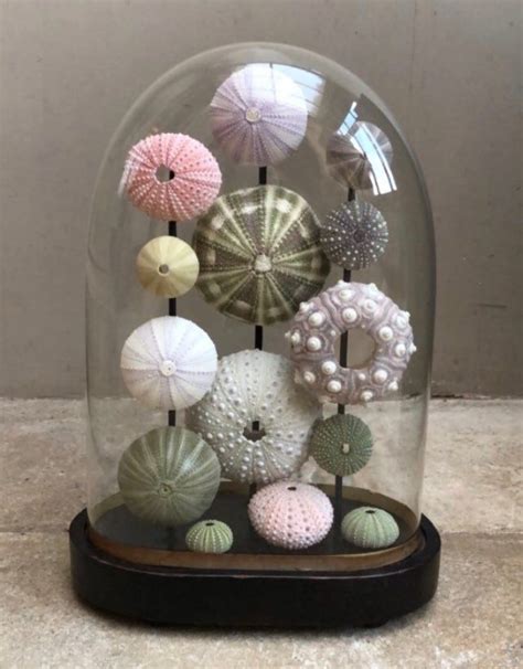 61 Fossil Display Ideas In 2025 Displaying Collections Fossil Seashell Crafts