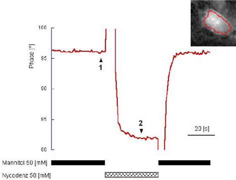 The Decoupling Procedure The Graphic Shows The Phase Signal Download Scientific Diagram
