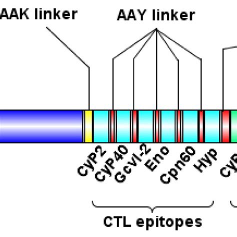Schematic Representation Of The Designed Multi Epitope Chimeric Download Scientific Diagram