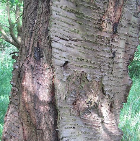 Bark Tree Guide Uk Tree Identification By Type Of Bark