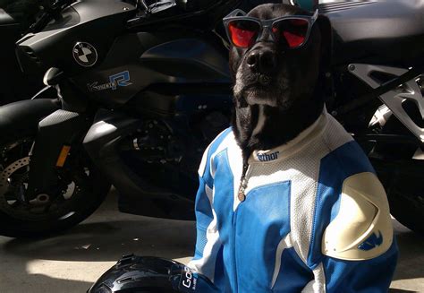 Good Boy Scrolller