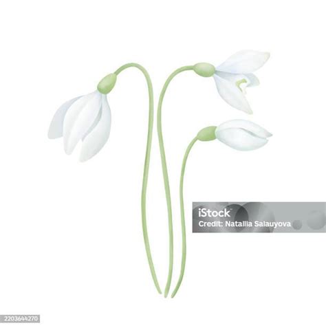 나뭇잎이 없는 스노드롭 흰색 배경에 수채화 손으로 그린 꽃 그림 초대장 인사말 결혼식 엽서를 위한 디자인 요소 0명에 대한 스톡 벡터 아트 및 기타 이미지 Istock