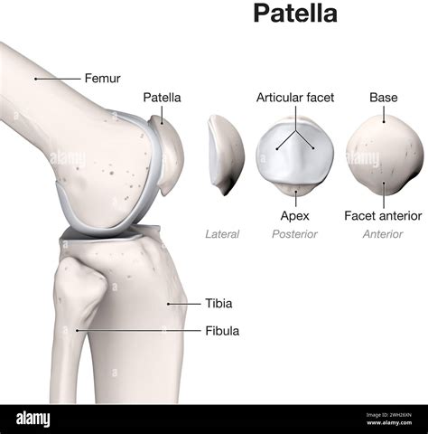 Base Of Patella