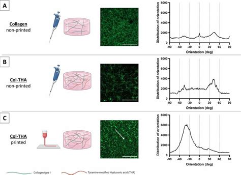 Collagen I Immunostaining And Fibers Orientation Distribution A Download Scientific Diagram
