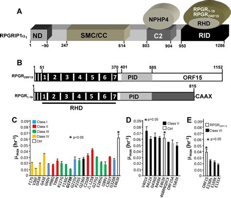 A Diagram Of Rpgrip1α Domains Thereof And Their Direct Partners