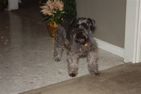 Img 1820 Robert Schlein Flickr