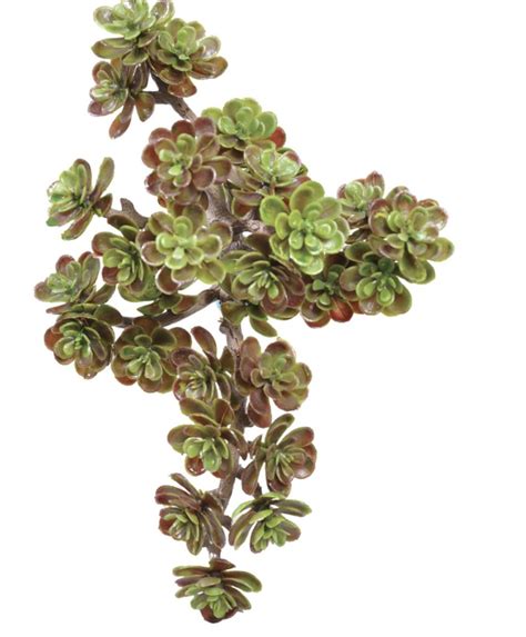 5″ Green Sedum Only Prettier Design
