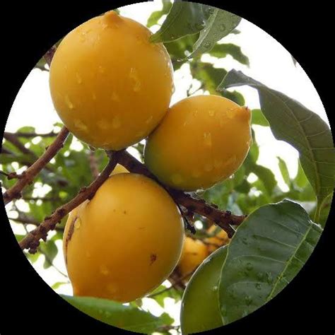 Buy Abiu Molecule Exotic Fruit Plant Unique Tropical Treat