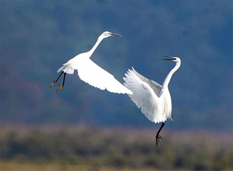 Dr Deba Dutta On Linkedin Worldwildlifeday