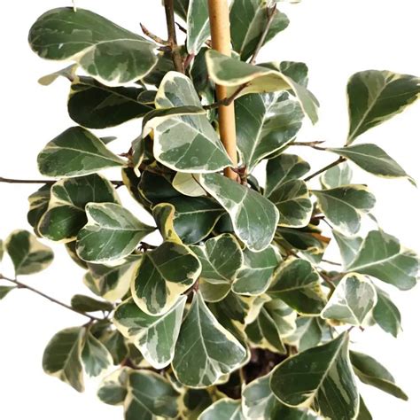 Ficus Triangularis Sweetheart Ø17cm Figowiec O Sercowatych Liściach
