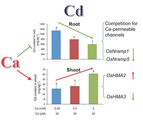 Ijms Free Full Text Calcium Plays A Double Edged Role In Modulating Cadmium Uptake And