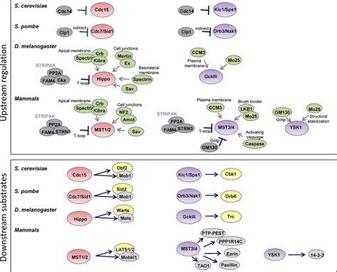 Regulation And Substrates Of Mst Kinases Top Regulatory Inputs Into Download Scientific