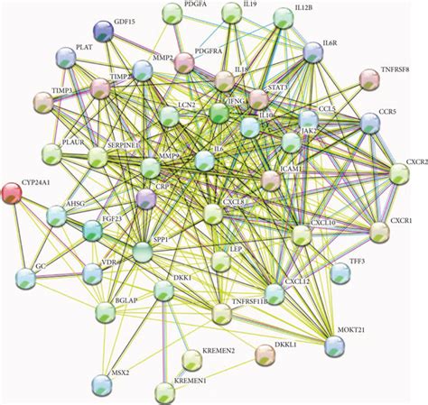 Functional Interaction Between Different Molecules Involved In