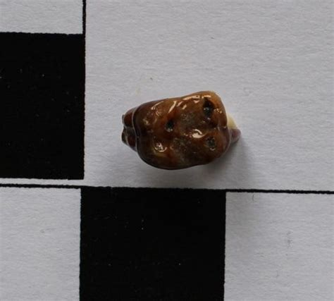 Pliopithecus Piveteaui Les Mondes Disparus