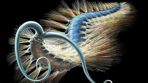 More Than 500 Fossils Of New Ancient Worm Species Found In B C CBC News Annelid Fossils