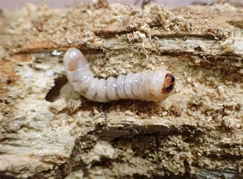 참나무류 고목 목질부 먹어 치우는 해충