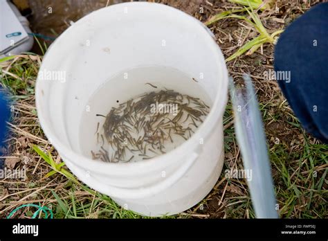 Juvenile Brook Trout Fish Pictured In A Bucket Before They Are Released
