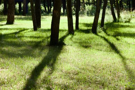 봄 공원의 밝은 녹색 잔디에 검은 나무 줄기와 그림자를 클로즈업 0명에 대한 스톡 사진 및 기타 이미지 0명 Sable Color 경관 Istock