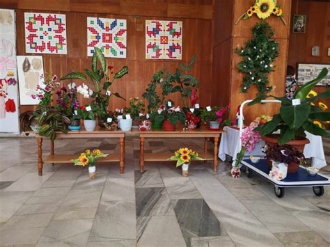 Избраха най красивото цвете в Дома за стари хора в Берковица снимки