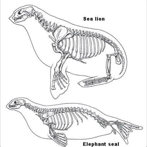 Diagram Of Bone Structure Of Seal Flipper