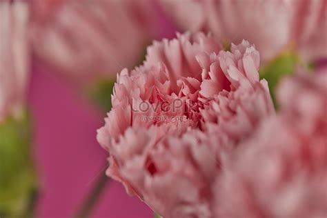 자홍색 배경에 카네이션 꽃 사진 무료 다운로드 Lovepik